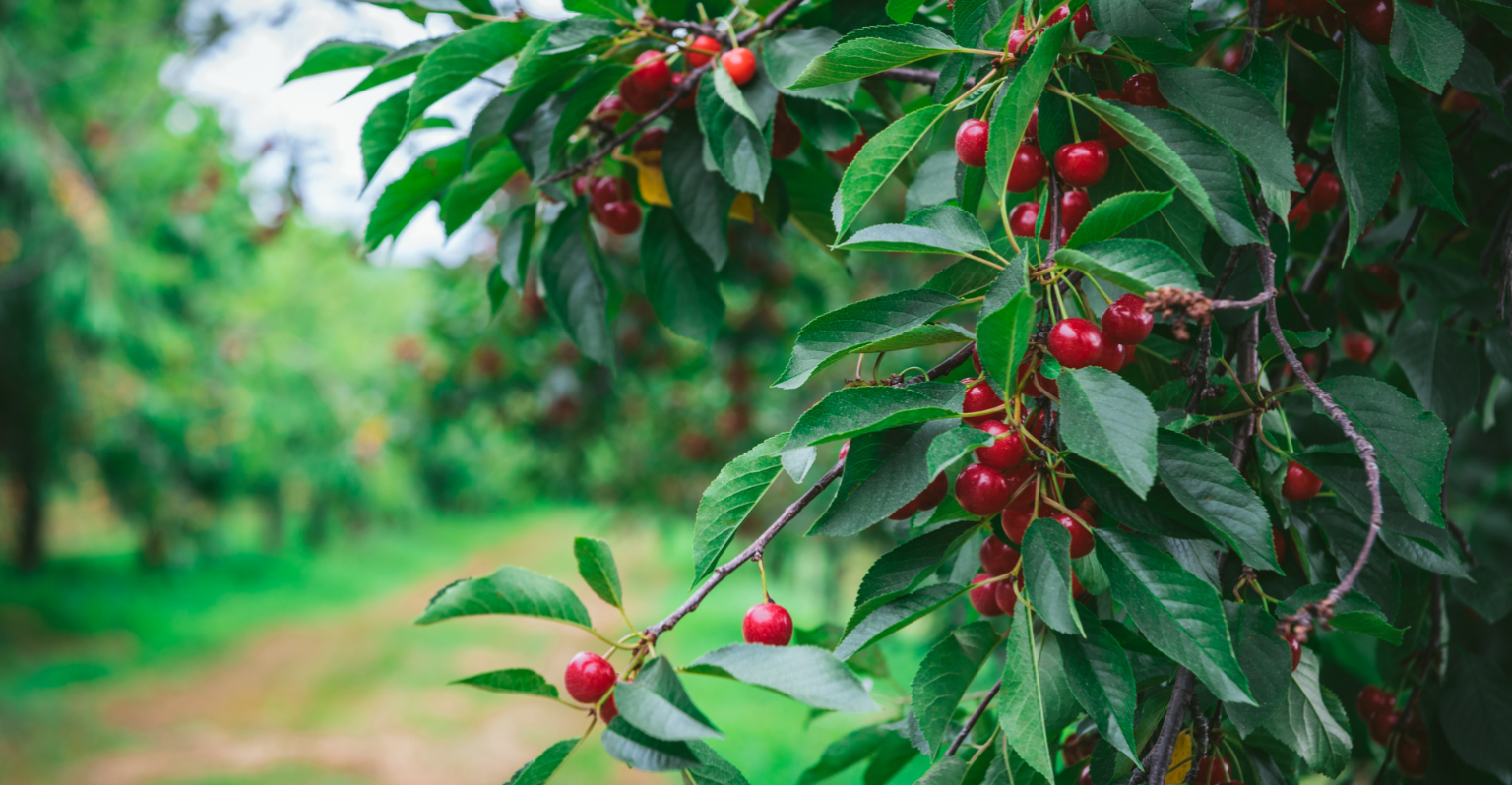 Cherry Central - Cherry Central